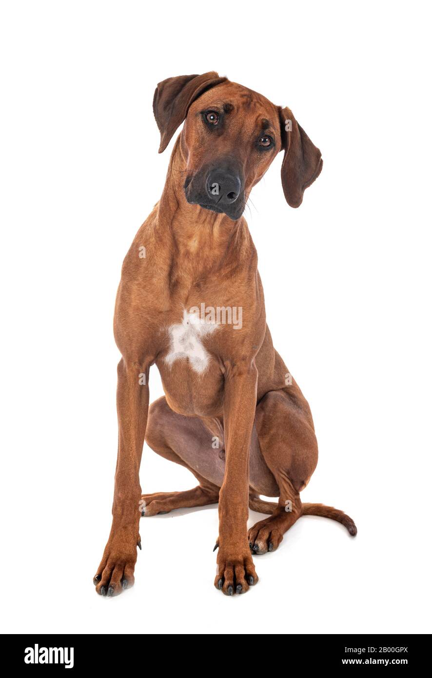 Rhodesian Ridgeback in front of white background Stock Photo - Alamy