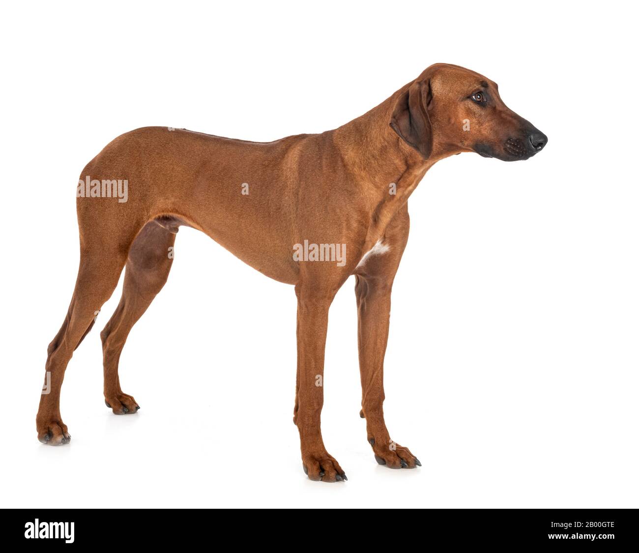 Rhodesian Ridgeback in front of white background Stock Photo - Alamy