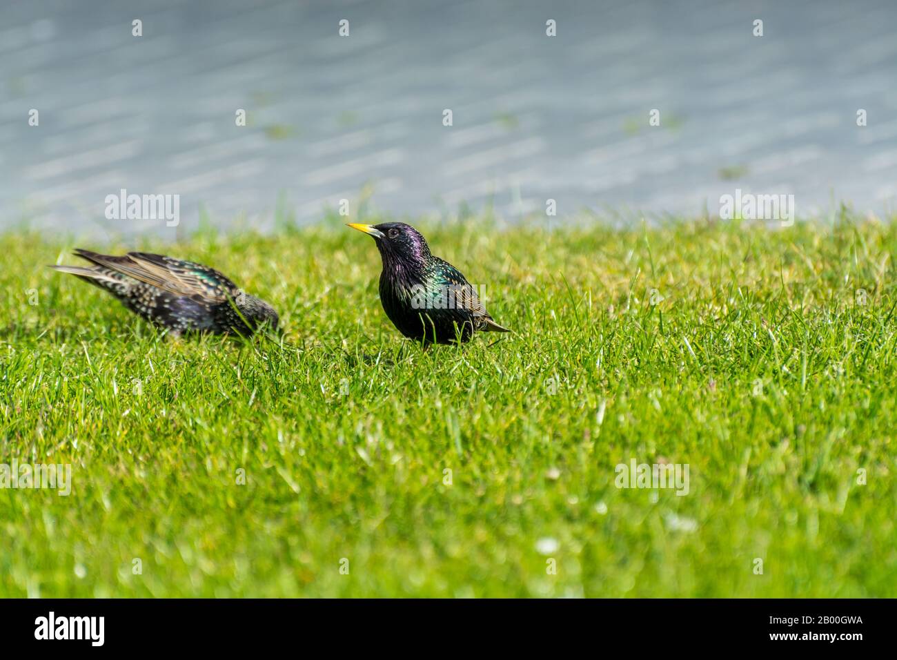 Starling eating worms in grass hi-res stock photography and images - Alamy