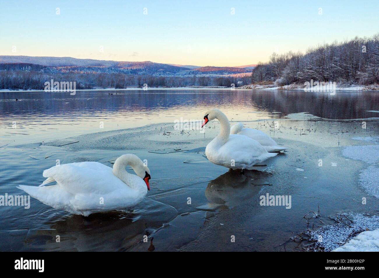 Color of swans hi-res stock photography and images - Alamy