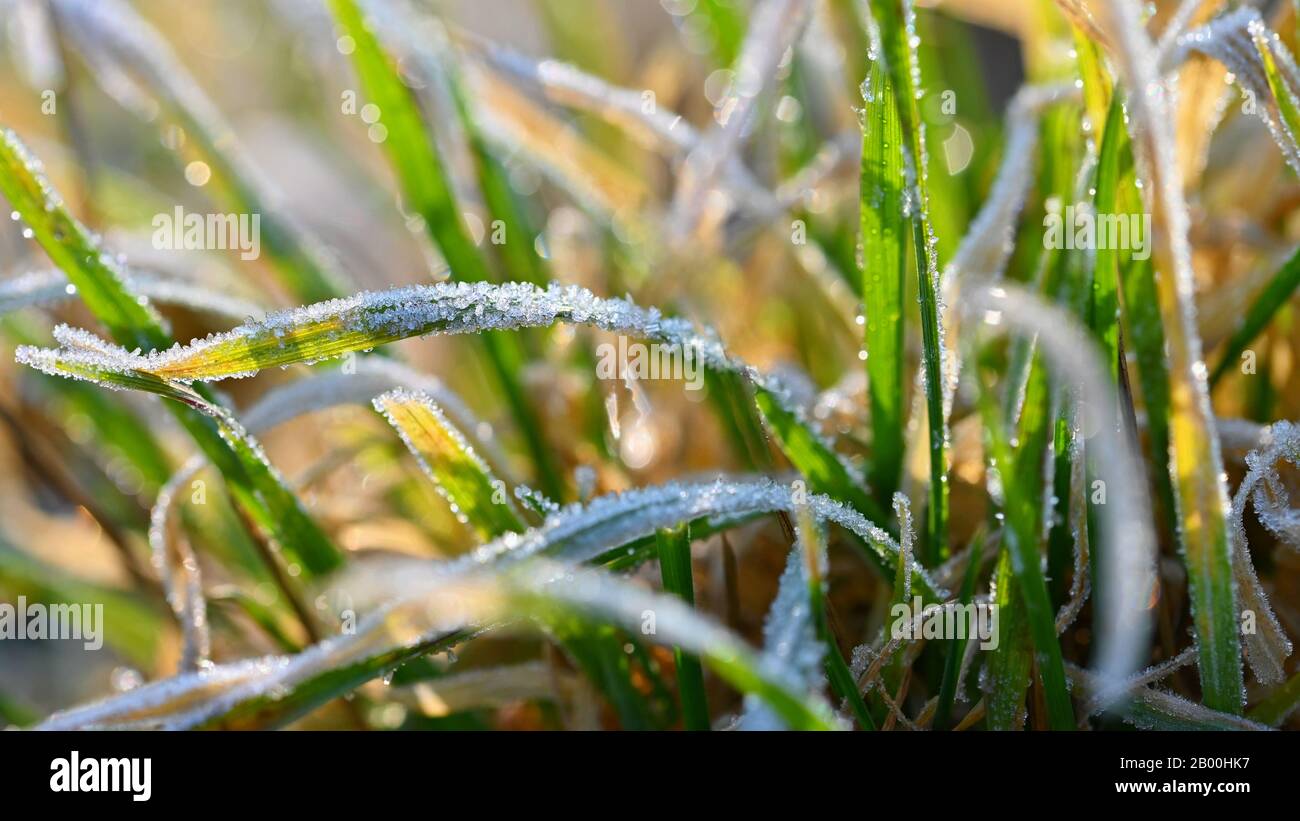 Frozen grass. Beautiful natural colorful background for winter season ...
