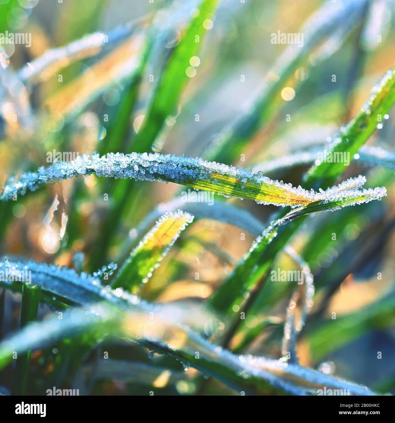 Frozen grass. Beautiful natural colorful background for winter season ...