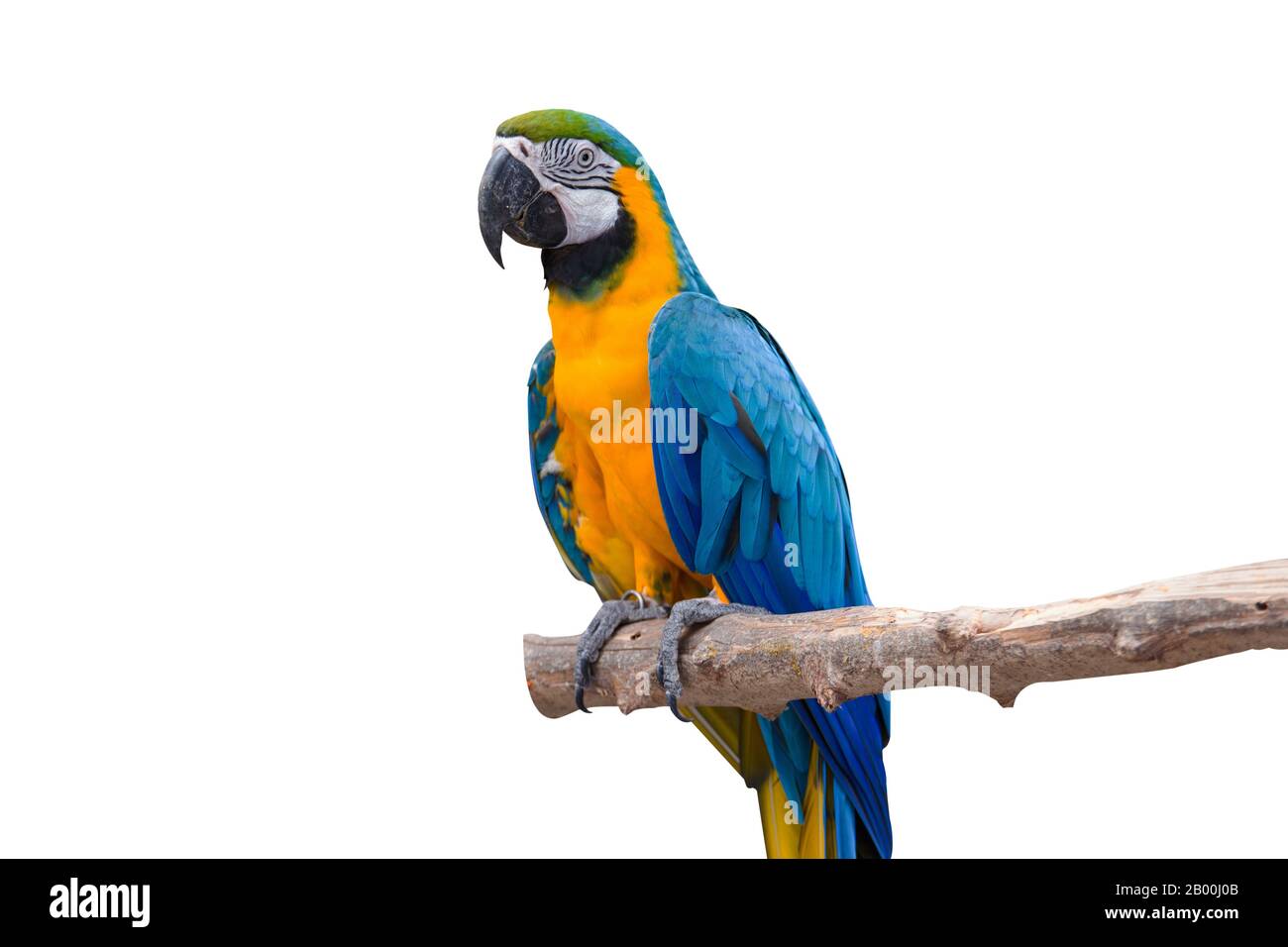 Bird Blue macaw parrot with isolated white background Stock Photo - Alamy