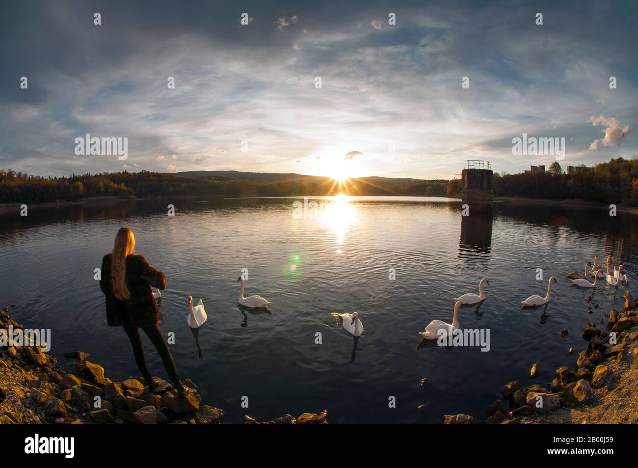 Beautiful swans at sunset hi-res stock photography and images - Alamy