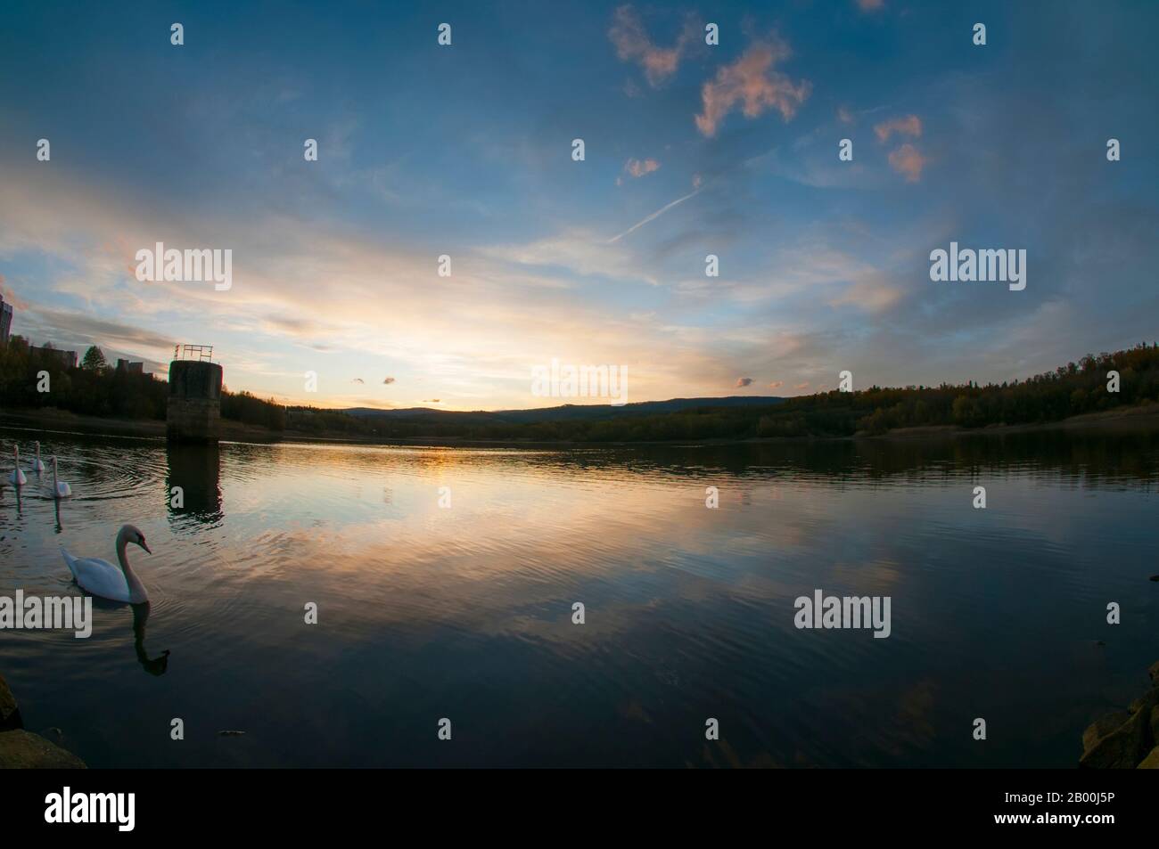 Beautiful swans at sunset hi-res stock photography and images - Alamy