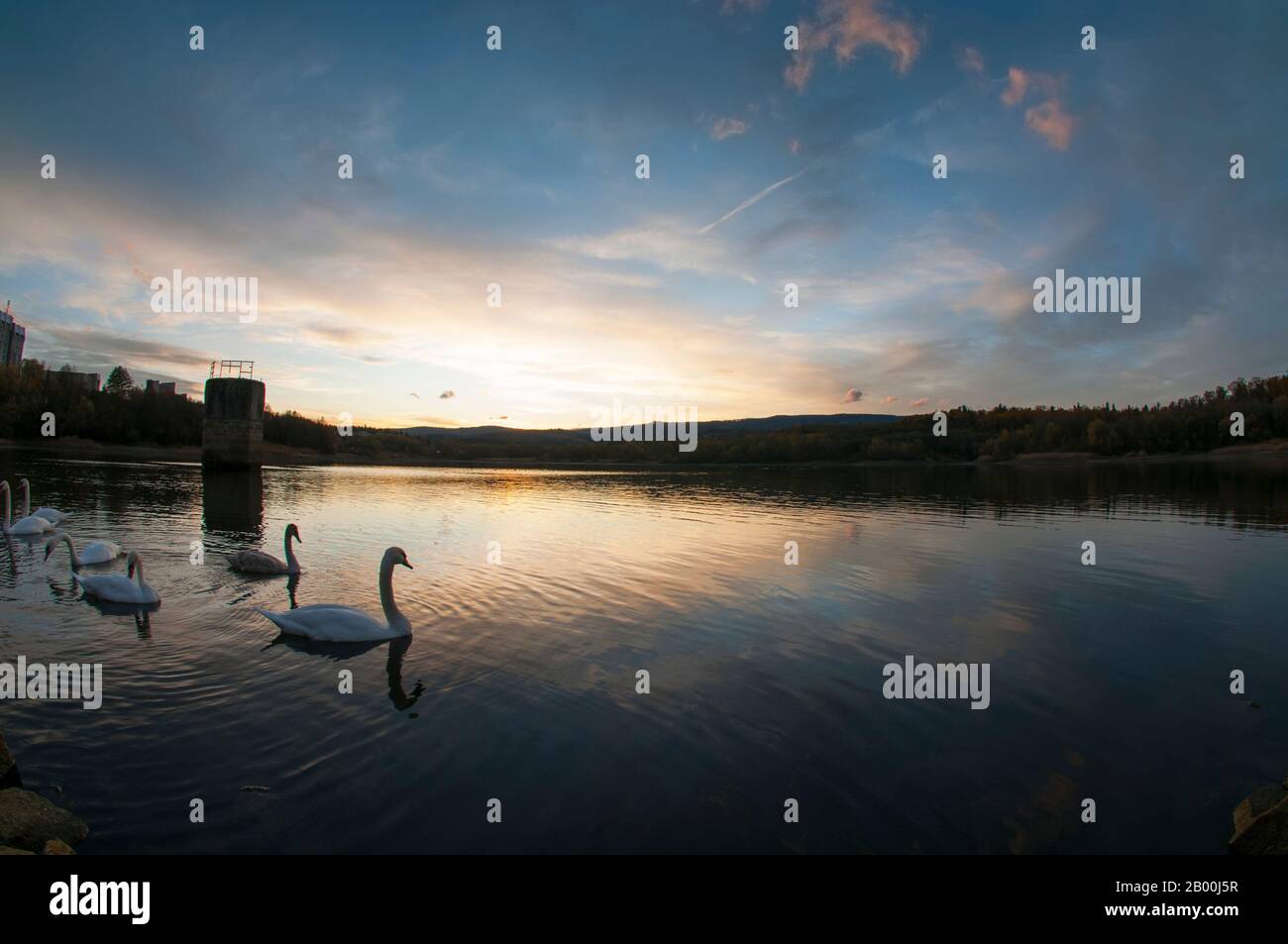 Beautiful swans at sunset hi-res stock photography and images - Alamy