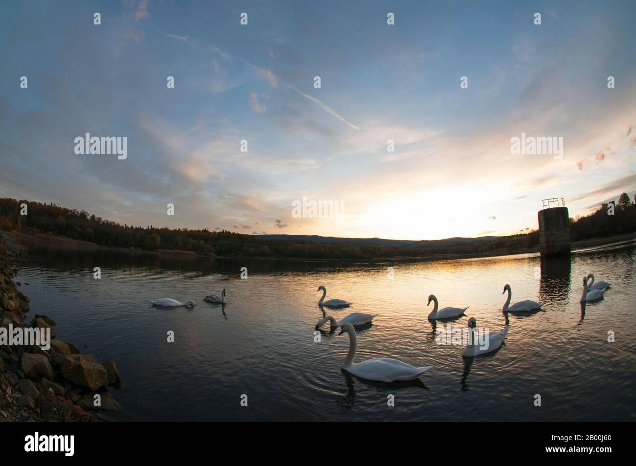 Beautiful swans at sunset hi-res stock photography and images - Alamy