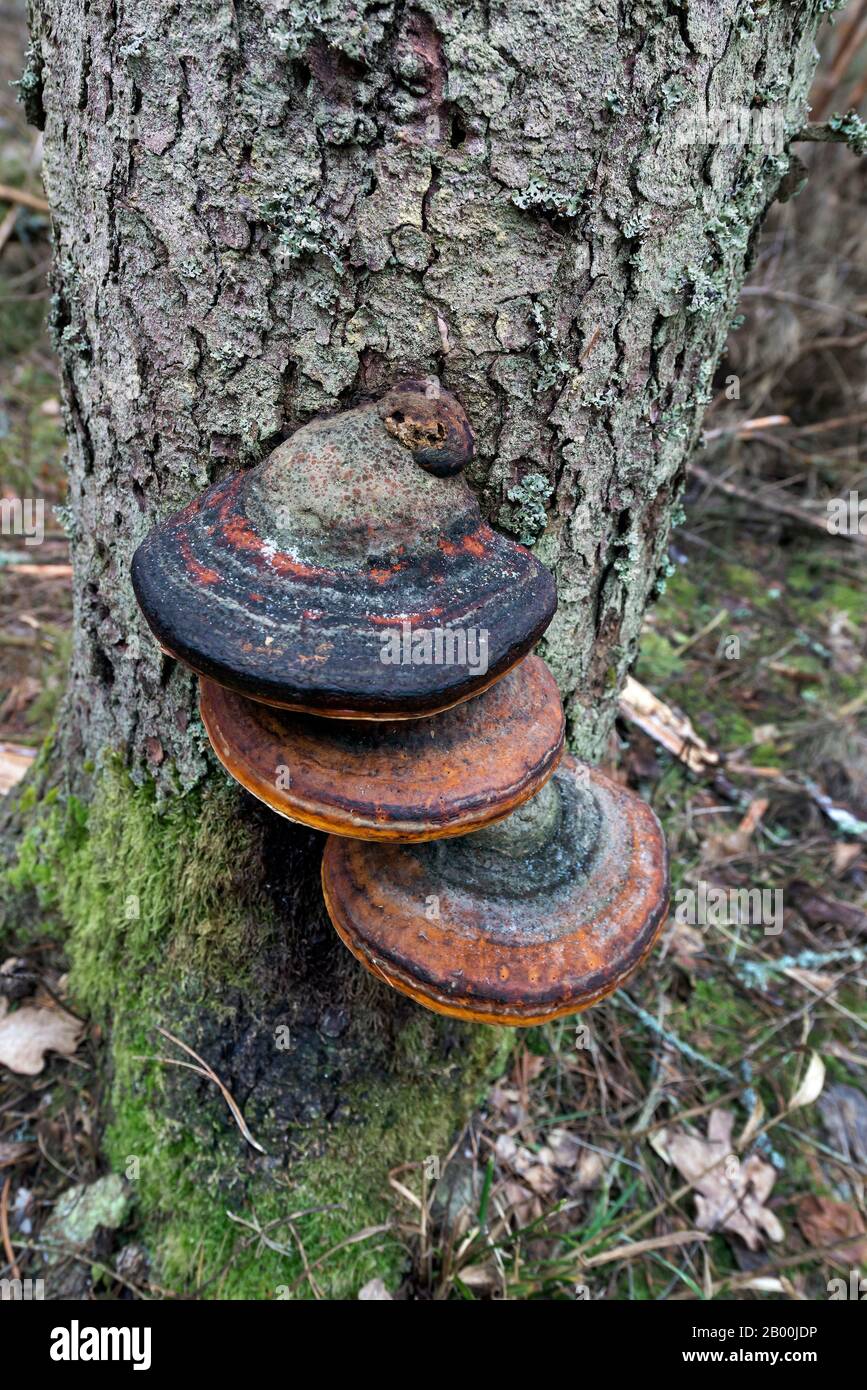 Red bracket fungus hi-res stock photography and images - Alamy