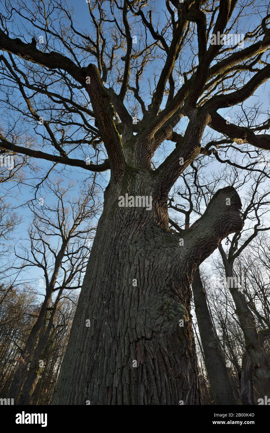 Trees, Bialowieza, Poland Stock Photo - Alamy