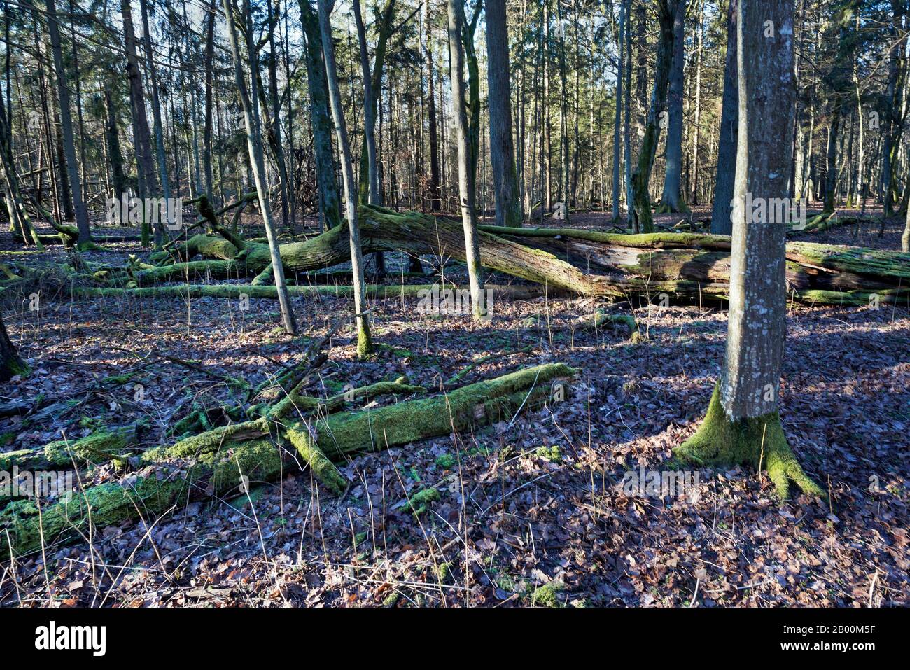 Primary forest, Bialowieza, Poland Stock Photo - Alamy
