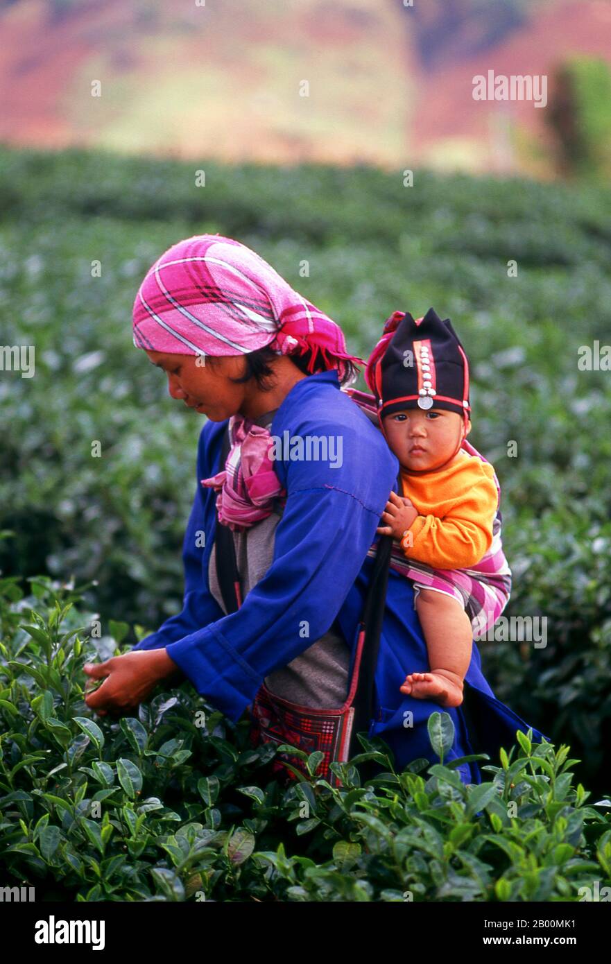 Thailand: Akha mother and child picking tea, Chiang Rai. The Akha are a ...