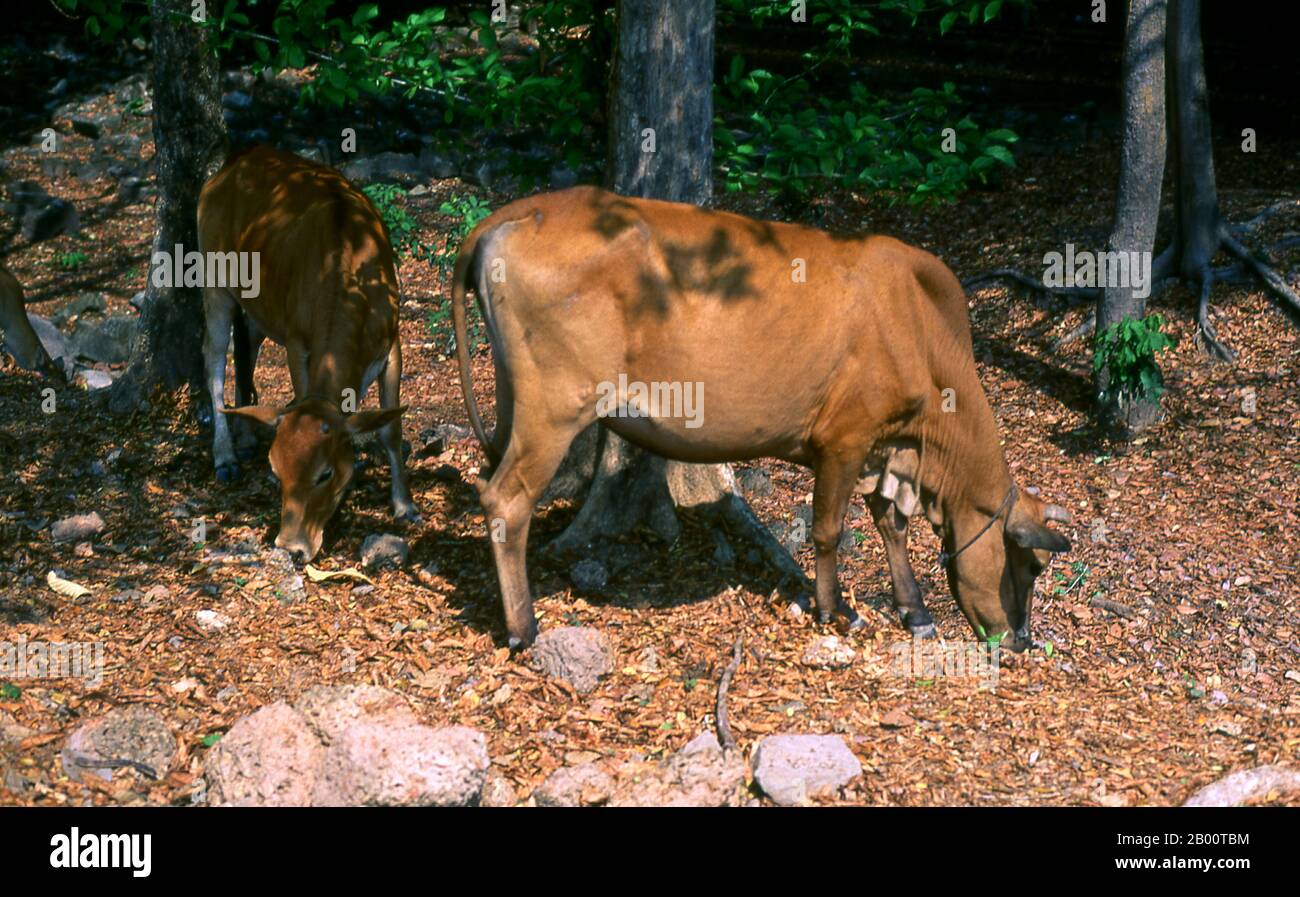 Victory state forest hi-res stock photography and images - Alamy