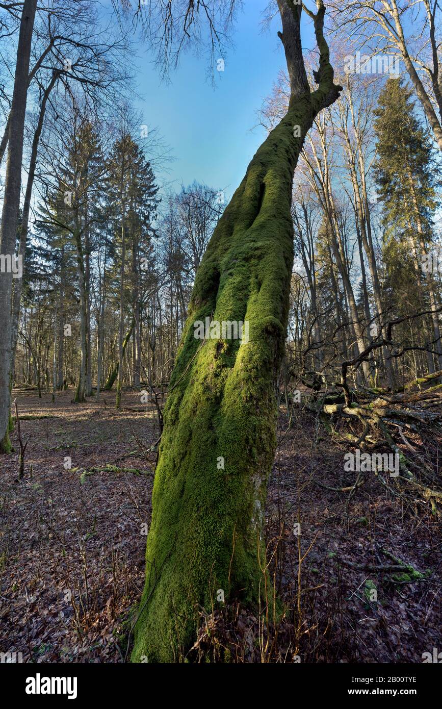 Bialowieza np hi-res stock photography and images - Alamy