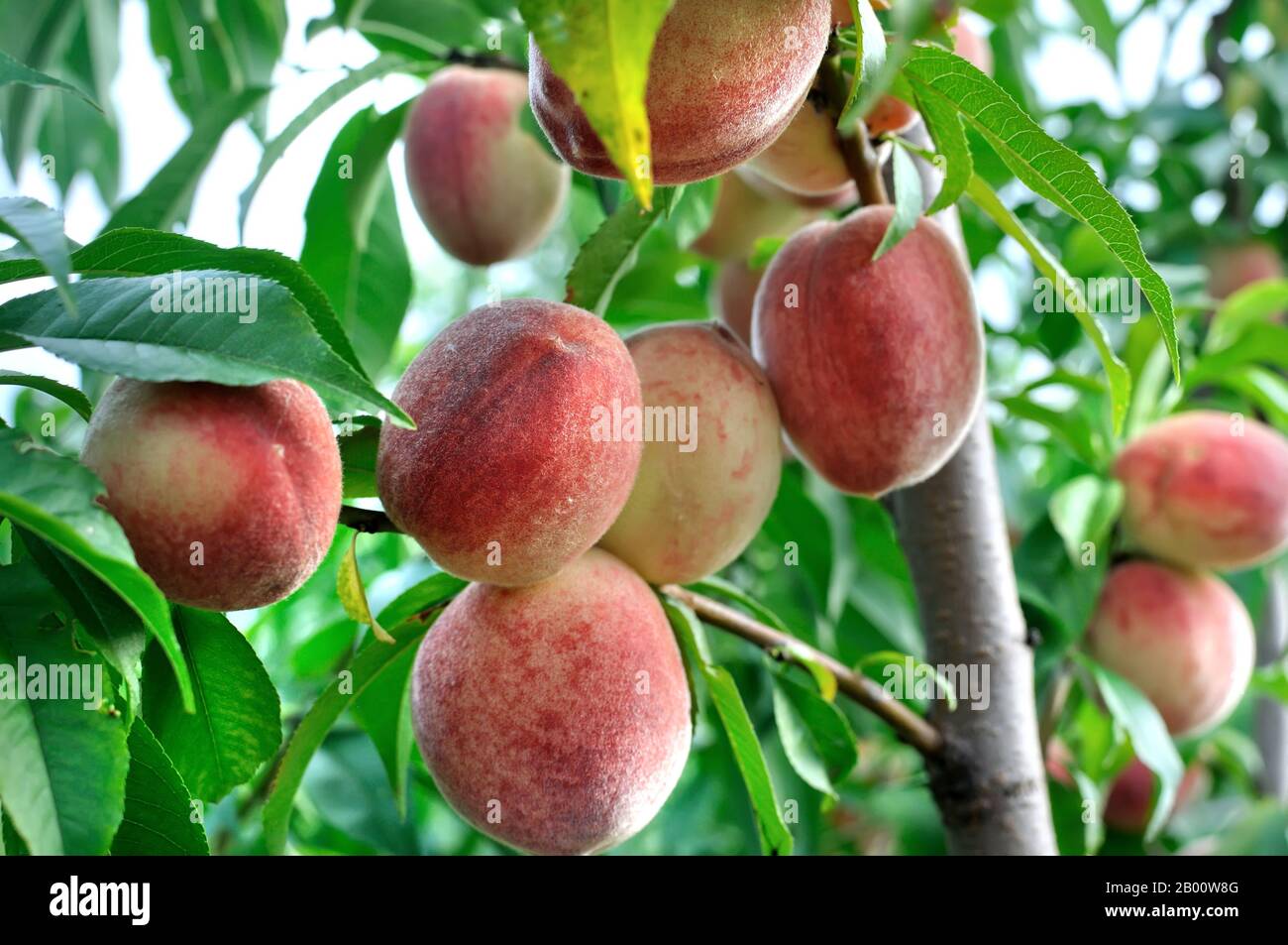 Peaches On The Tree High Resolution Stock Photography and Images - Alamy