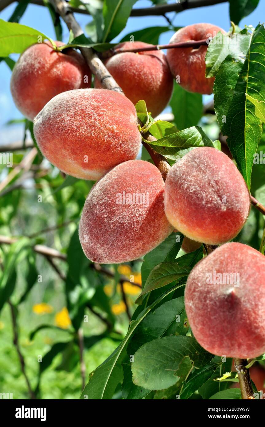 closeup of growing peaches on a tree in the orchard, vertical ...
