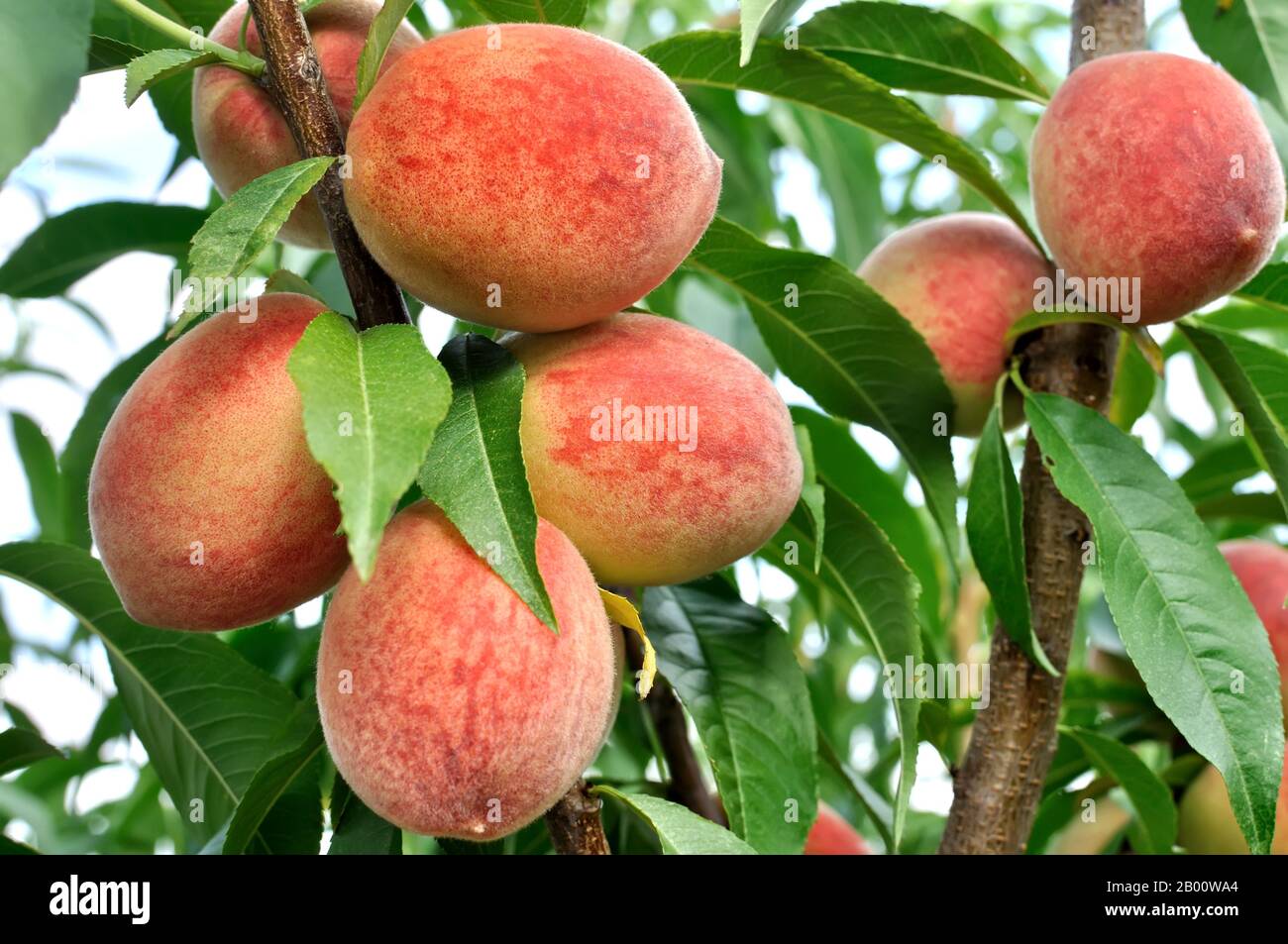 Peach tree in orchard fruit peaches orchard peach tree peaches hi-res ...