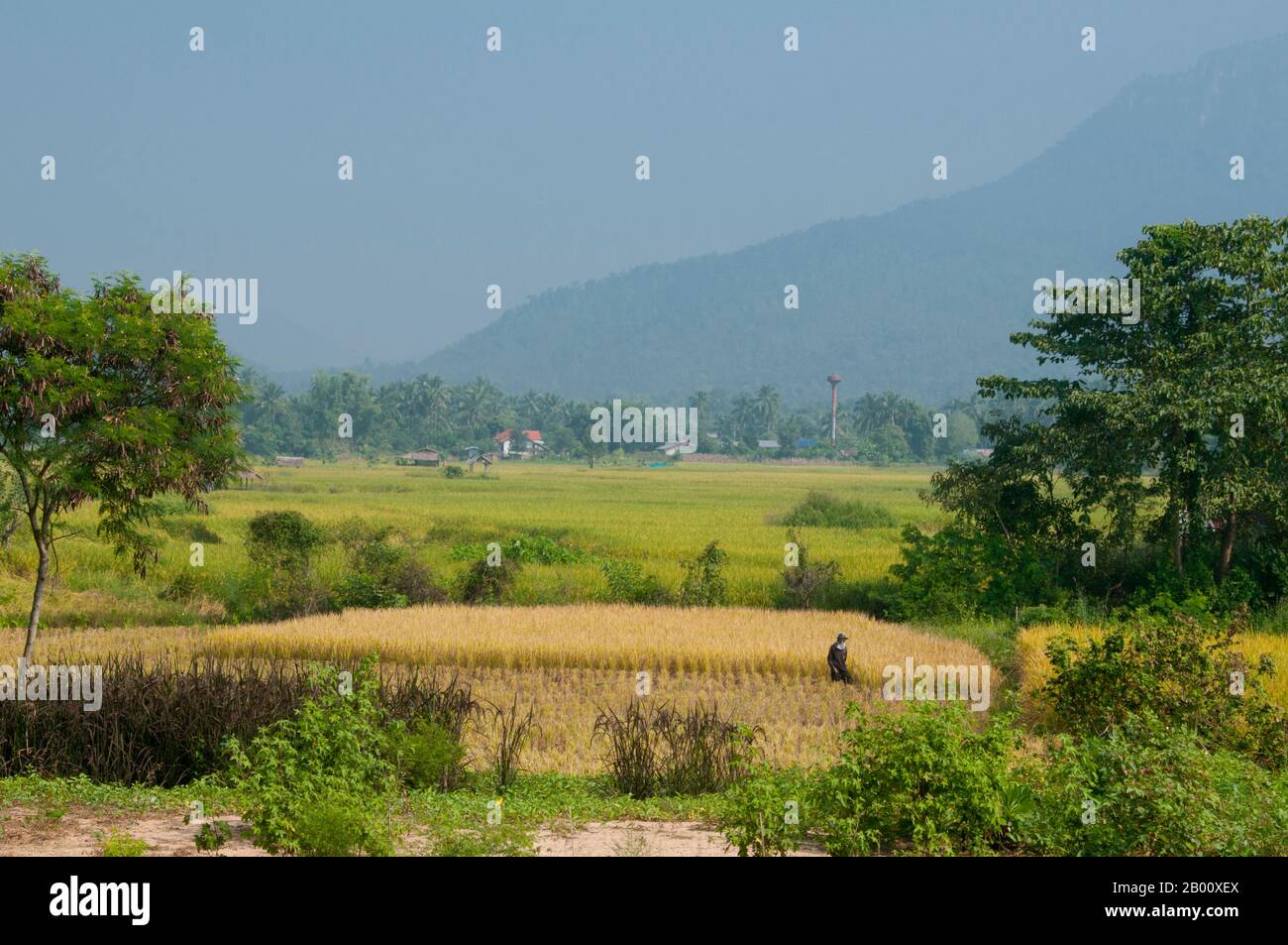 Thailand: Tai Dam farmer harvesting rice, Ban Na Pa Nat Tai Dam ...