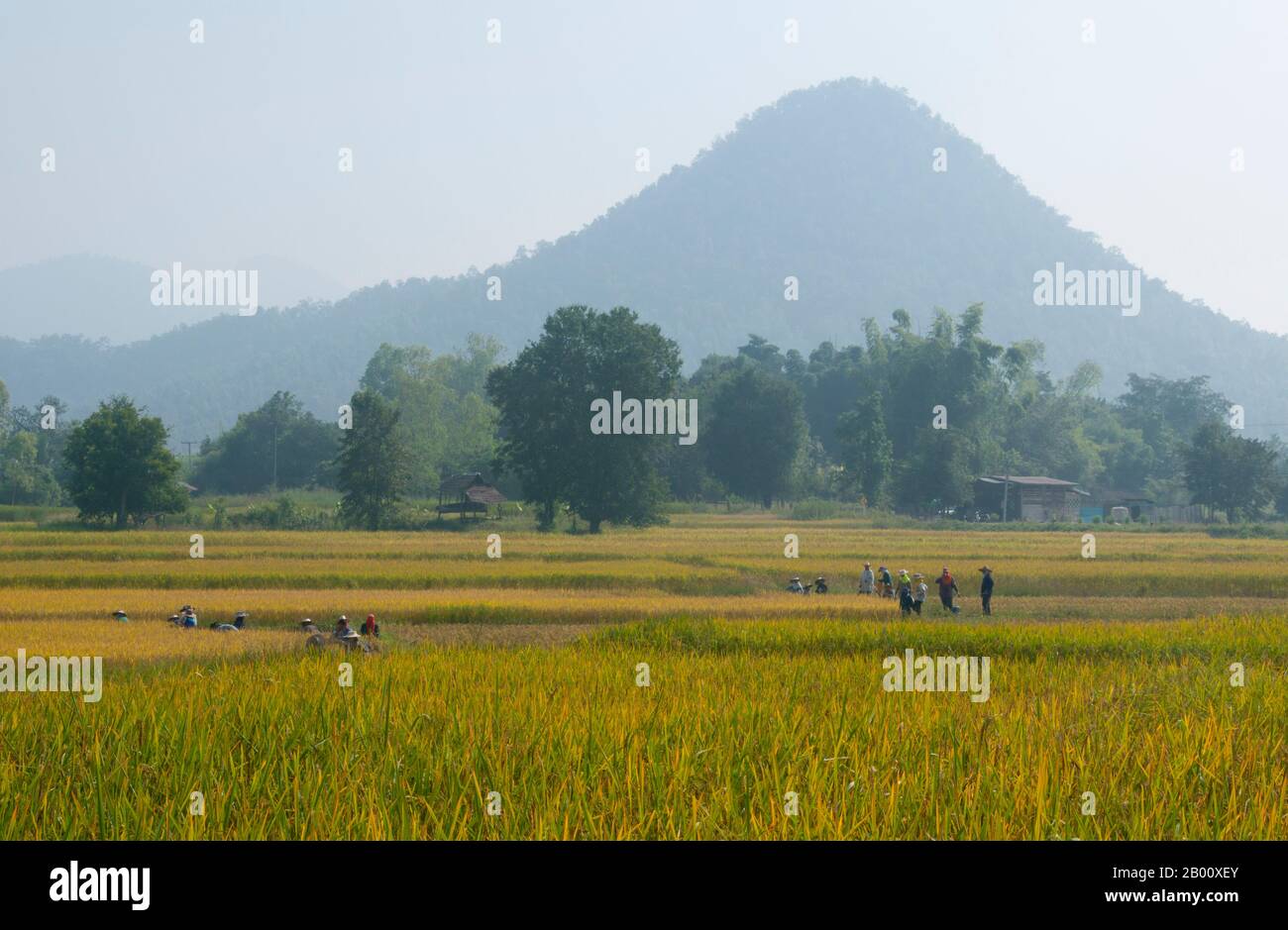 Thailand: Tai Dam farmers harvesting rice, Ban Na Pa Nat Tai Dam ...