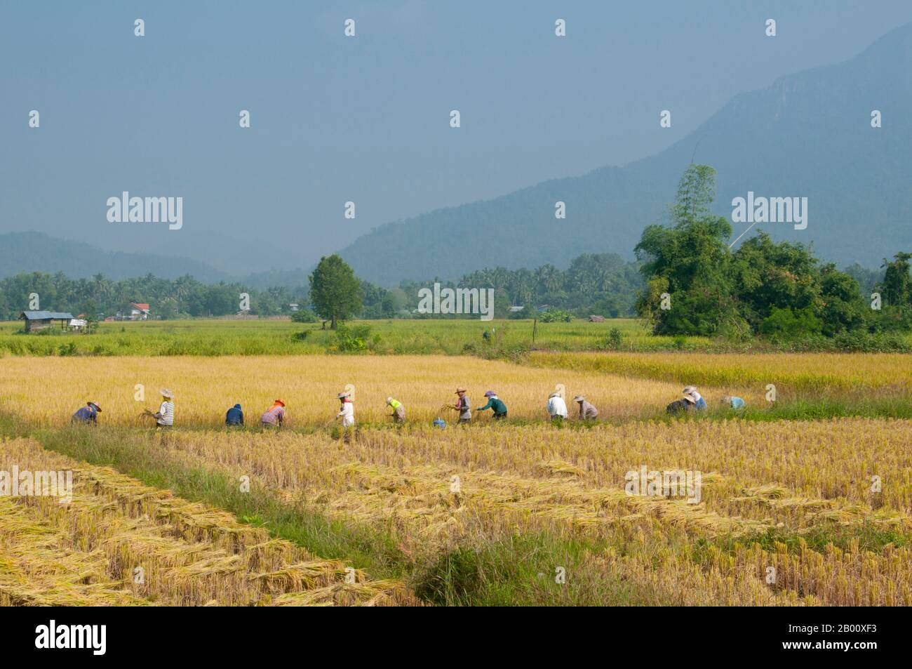 Thailand: Tai Dam farmers harvesting rice, Ban Na Pa Nat Tai Dam ...