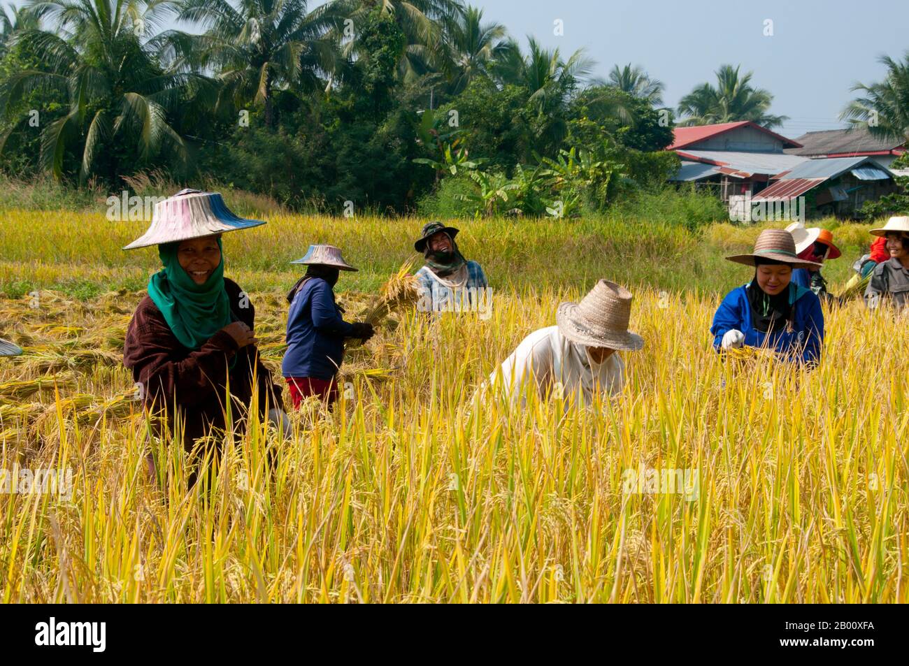 Thailand: Tai Dam farmers harvesting rice, Ban Na Pa Nat Tai Dam ...