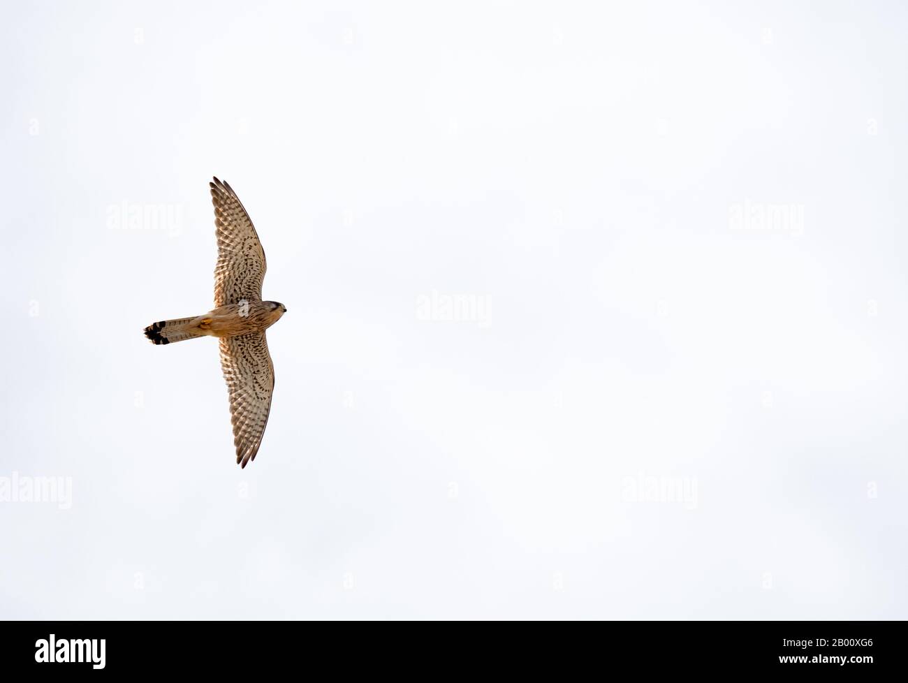 Bottom of bird view hi-res stock photography and images - Alamy