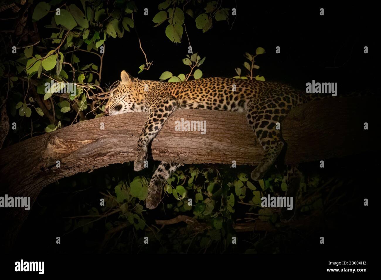 Night view of leopard over branch taking a nap Stock Photo - Alamy