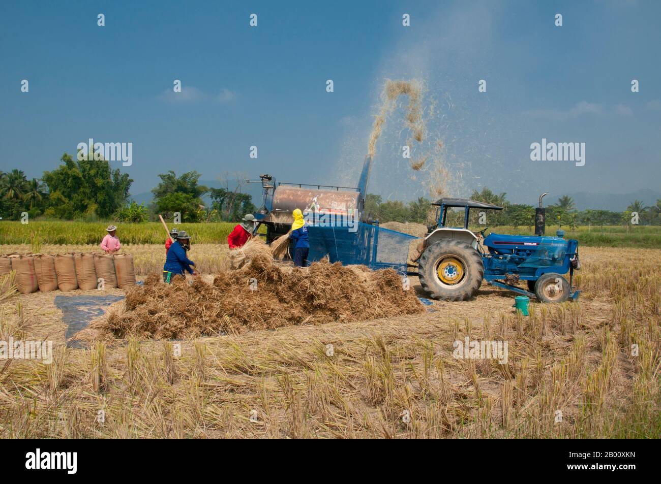 Thailand: A modern threshing machine and its Tai Dam (Black Tai) crew ...