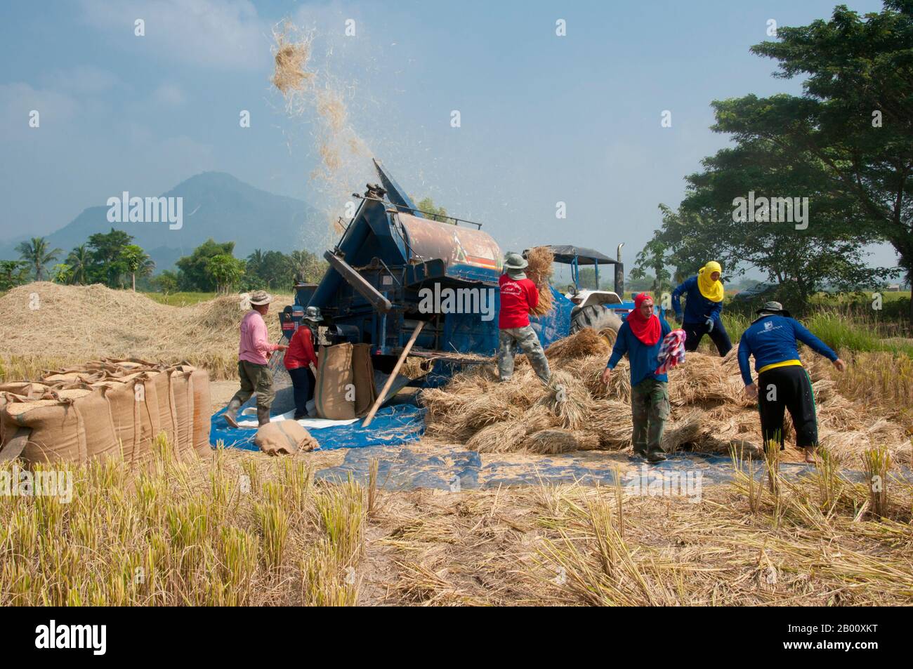 Thailand: A modern threshing machine and its Tai Dam (Black Tai) crew ...