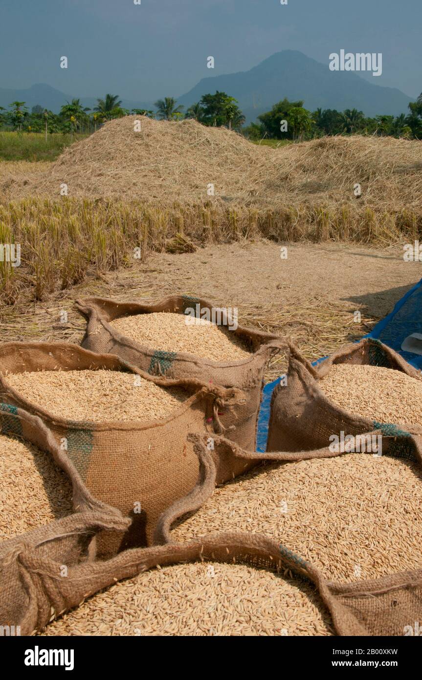 Thailand: A modern threshing machine and its Tai Dam (Black Tai) crew ...