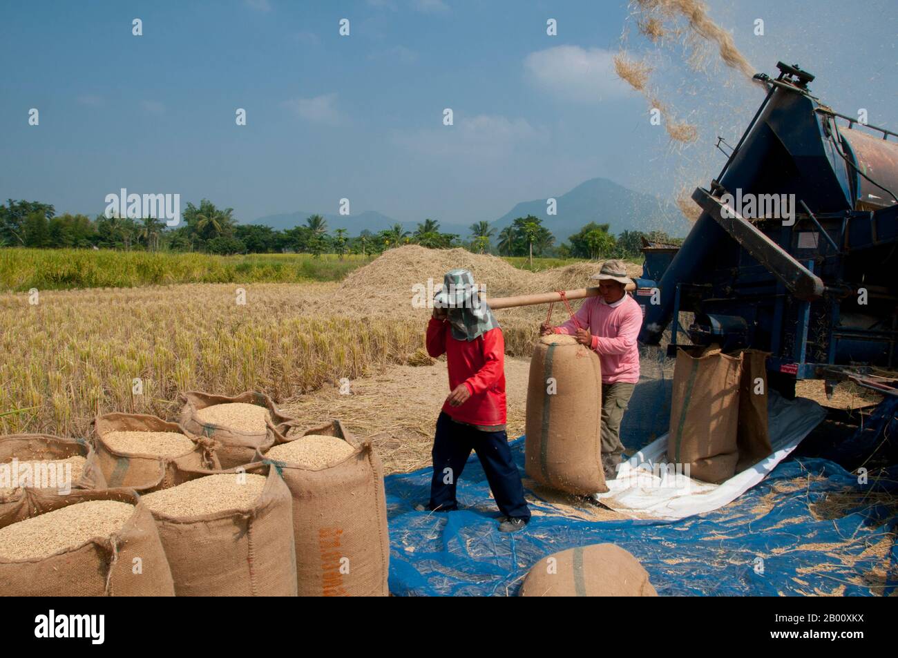 Thailand: A modern threshing machine and its Tai Dam (Black Tai) crew ...