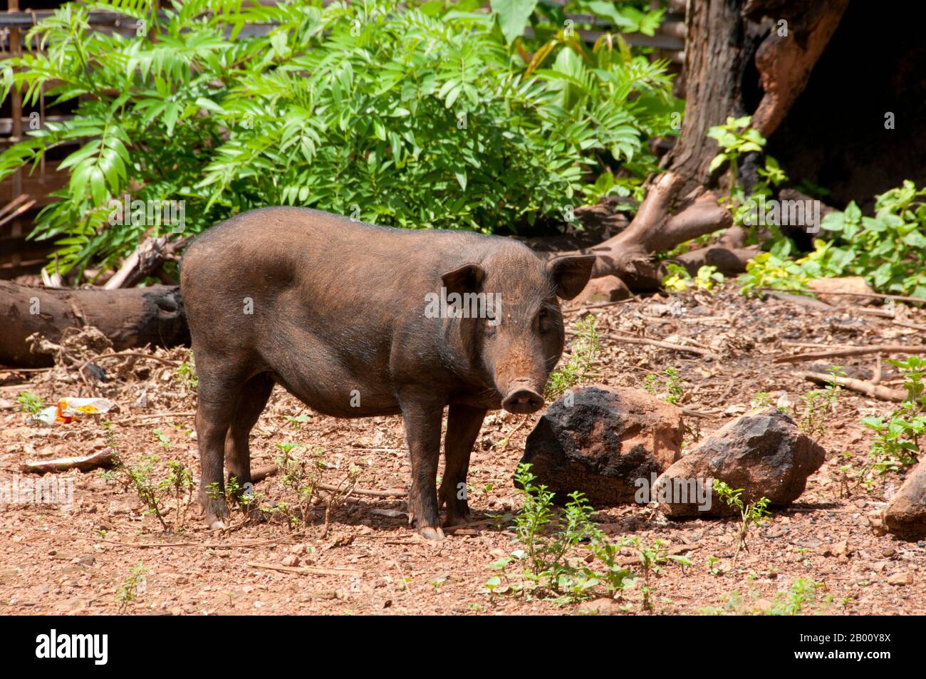 Fauna in the mountains of thailand hi-res stock photography and images ...