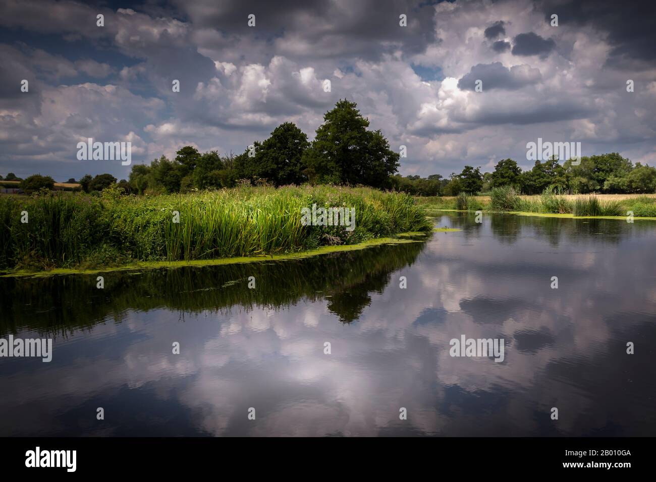 Fluffy water reeds hi-res stock photography and images - Alamy