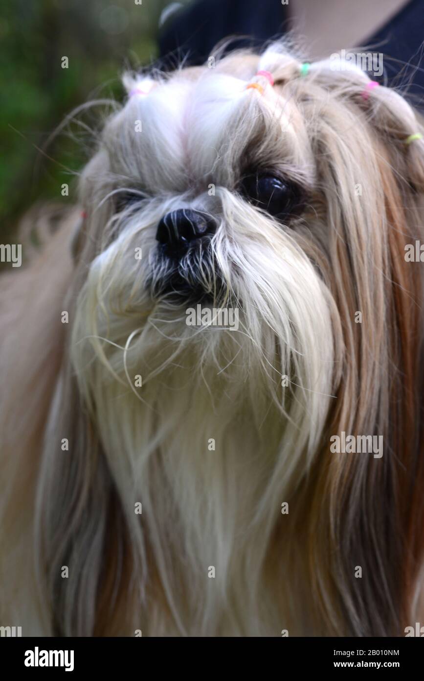 Cute Shih Tzu dog with long groomed hair in the garden Stock Photo - Alamy