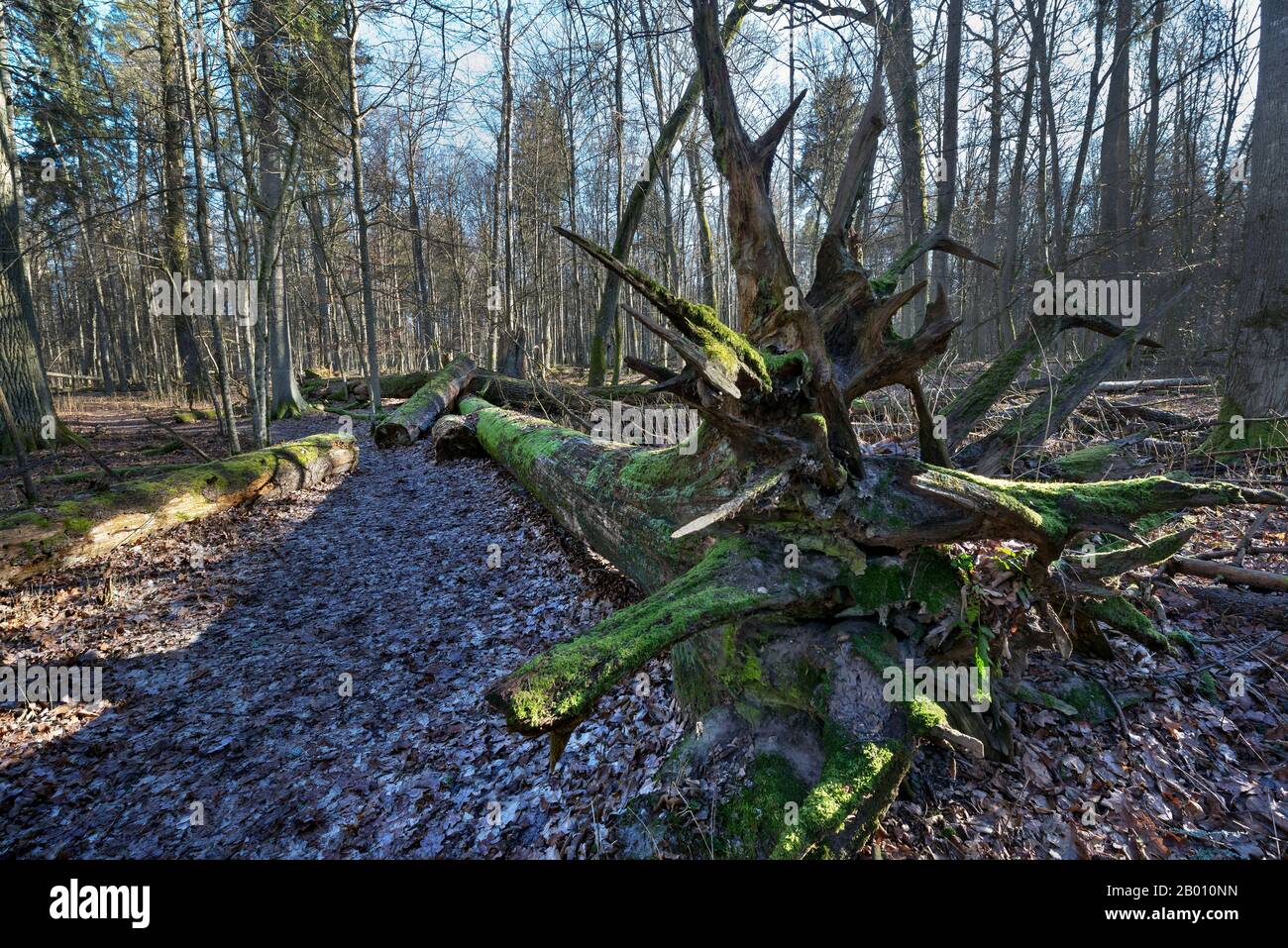 Primary forest, Bialowieza, Poland Stock Photo - Alamy