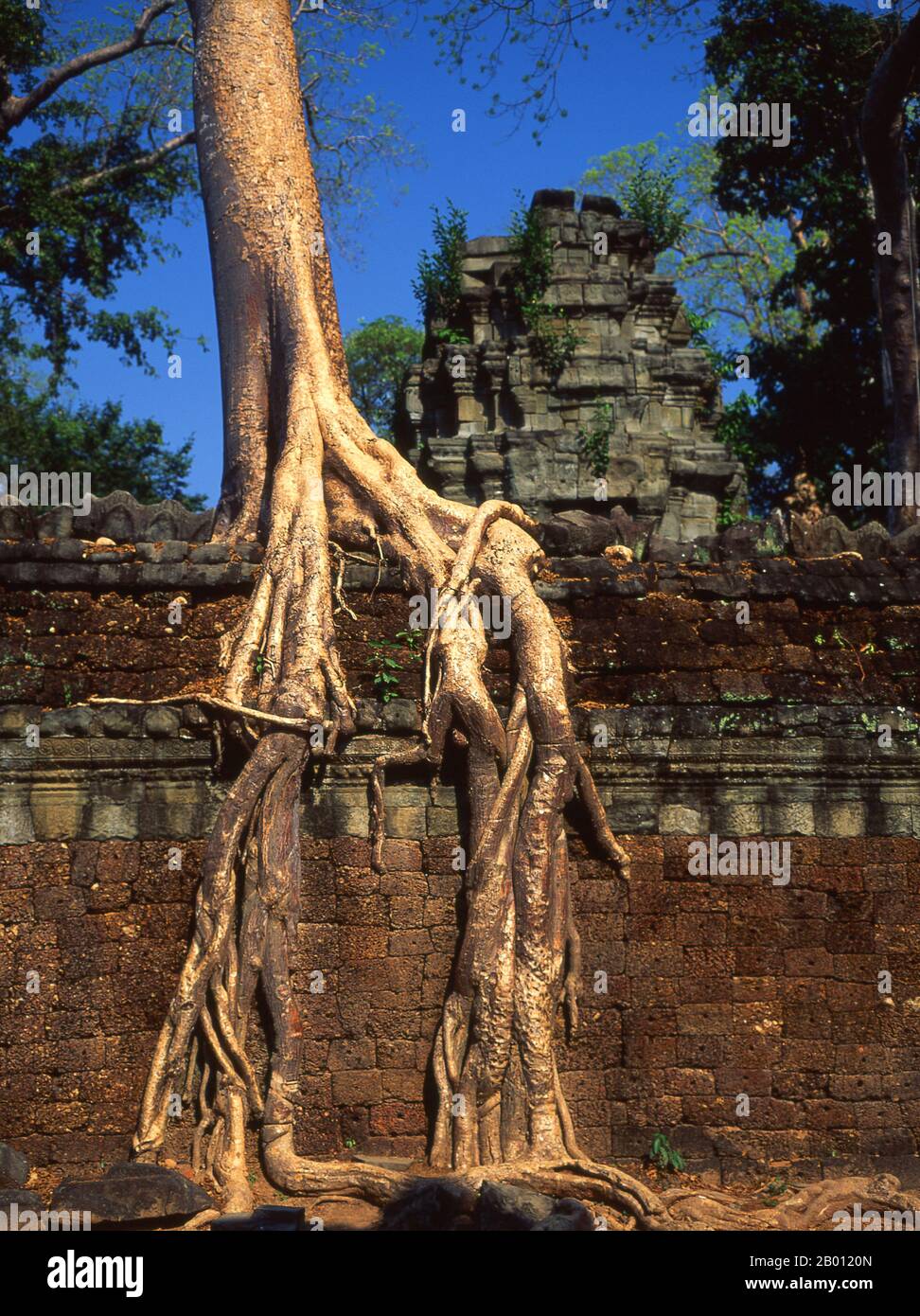 Cambodia: Ta Prohm with its famous trees growing over the ruins, Angkor ...
