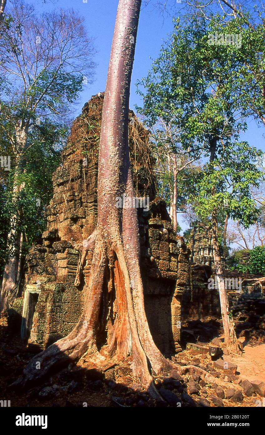 Cambodia silk cotton tree ceiba pentandra or thitpok tetrameles ...
