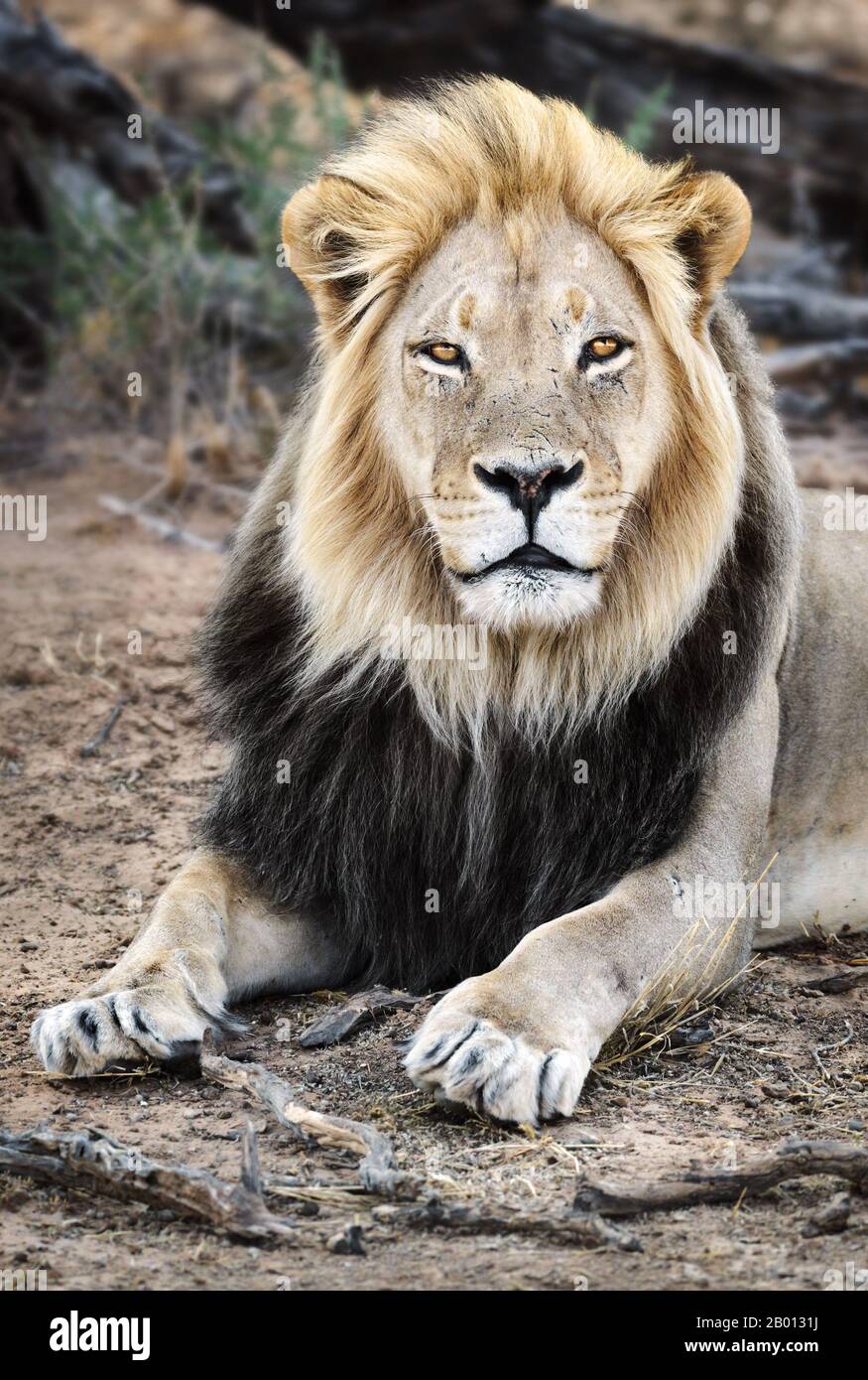 Black maned lion hi-res stock photography and images - Alamy