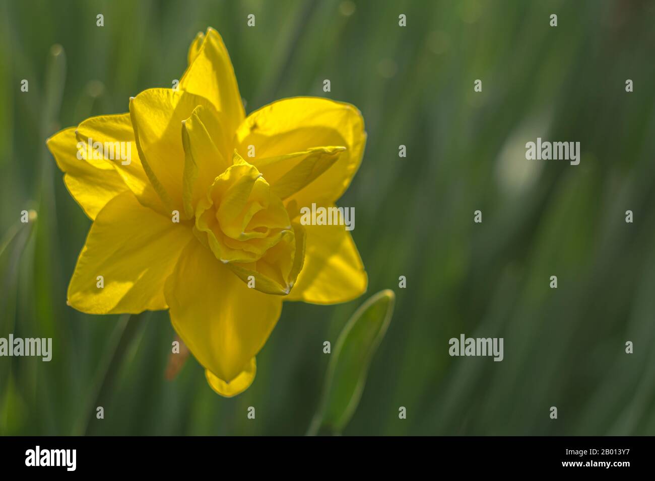 Daffodil green background hi-res stock photography and images - Alamy