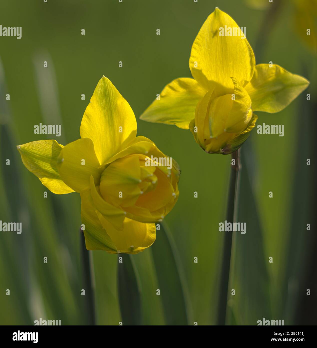 Daffodils in green field hi-res stock photography and images - Alamy