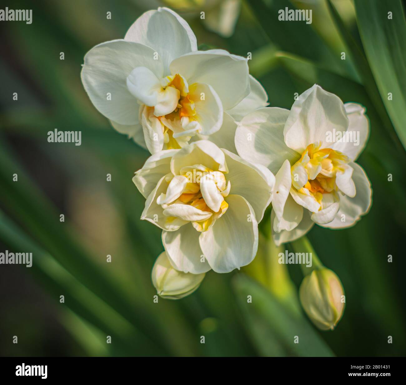 Daffodils meadow hi-res stock photography and images - Alamy