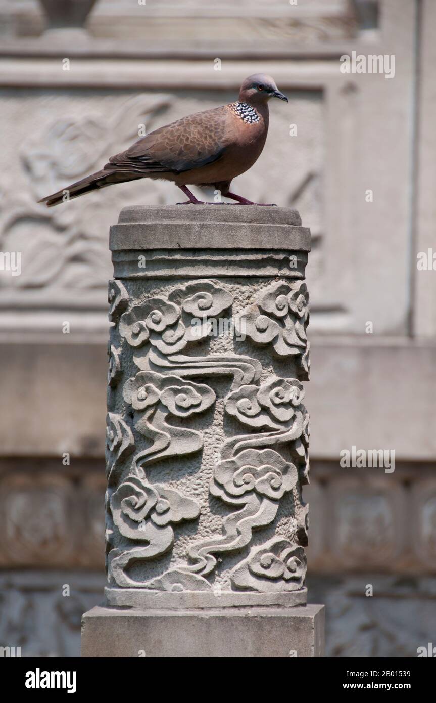 China: Spotted Dove perched on a pillar in Wenshu Yuan (Wenshu Temple ...