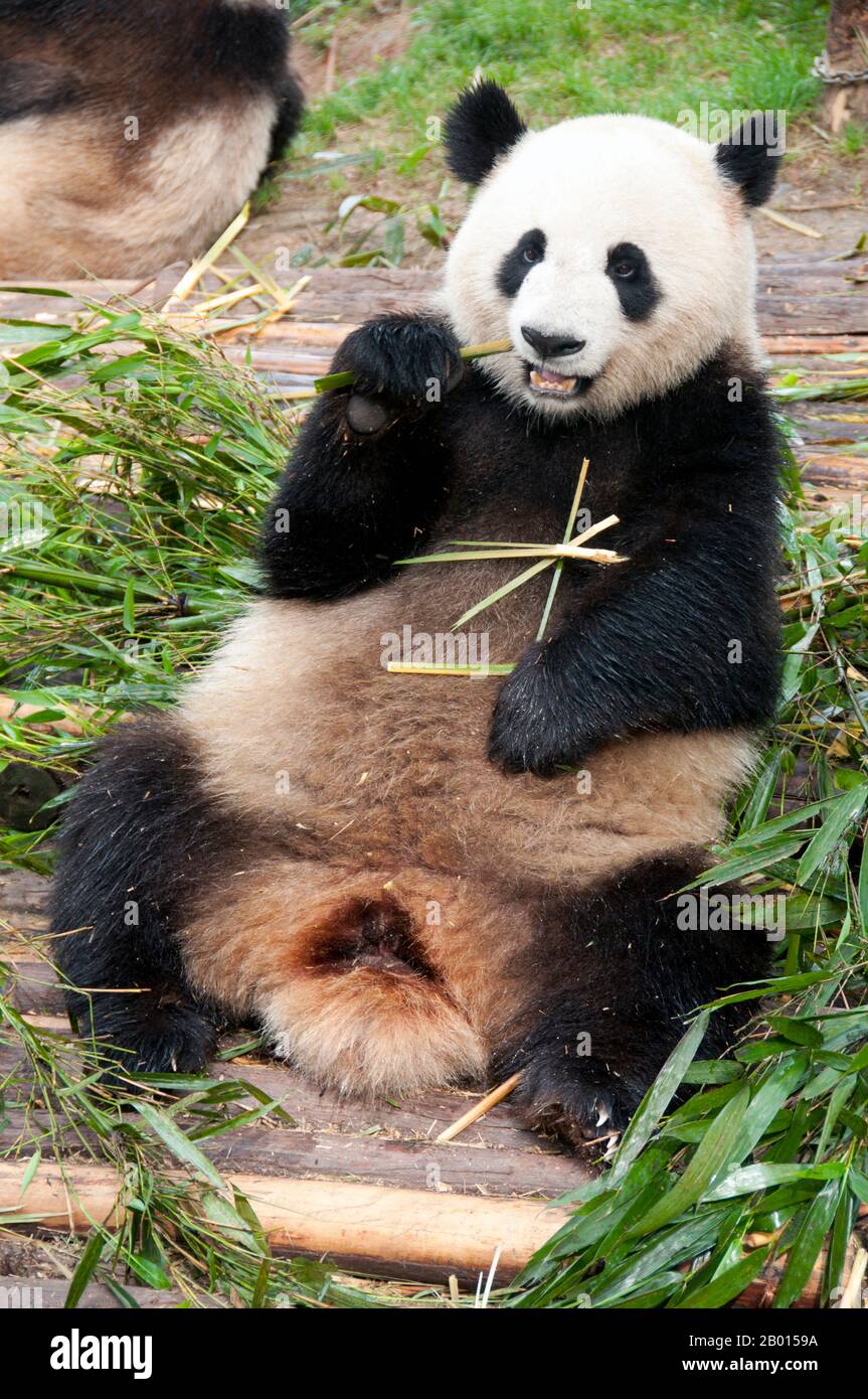 China: Giant Pandas, Giant Panda Breeding Research Base, Chengdu ...