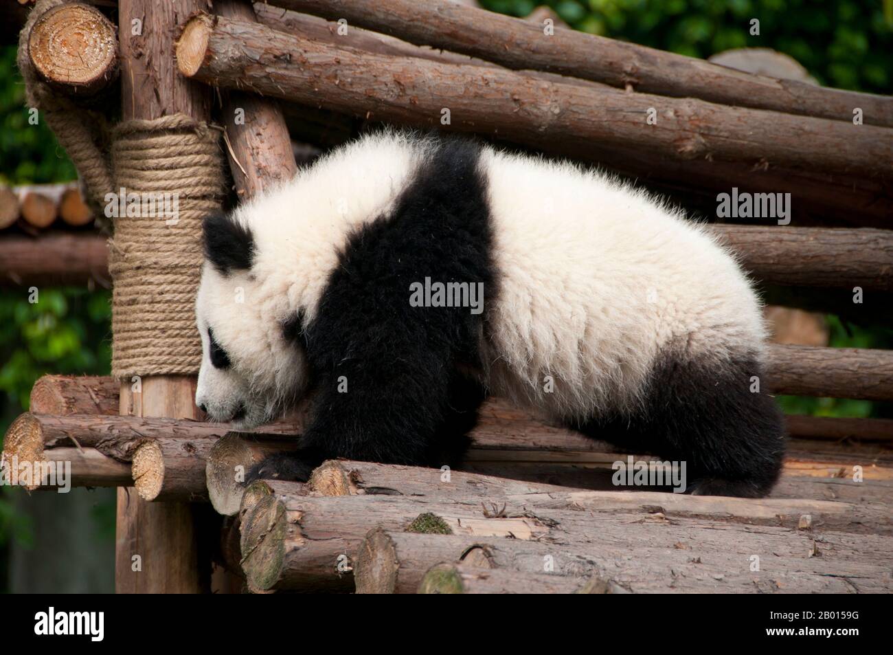 China: Giant Pandas, Giant Panda Breeding Research Base, Chengdu ...