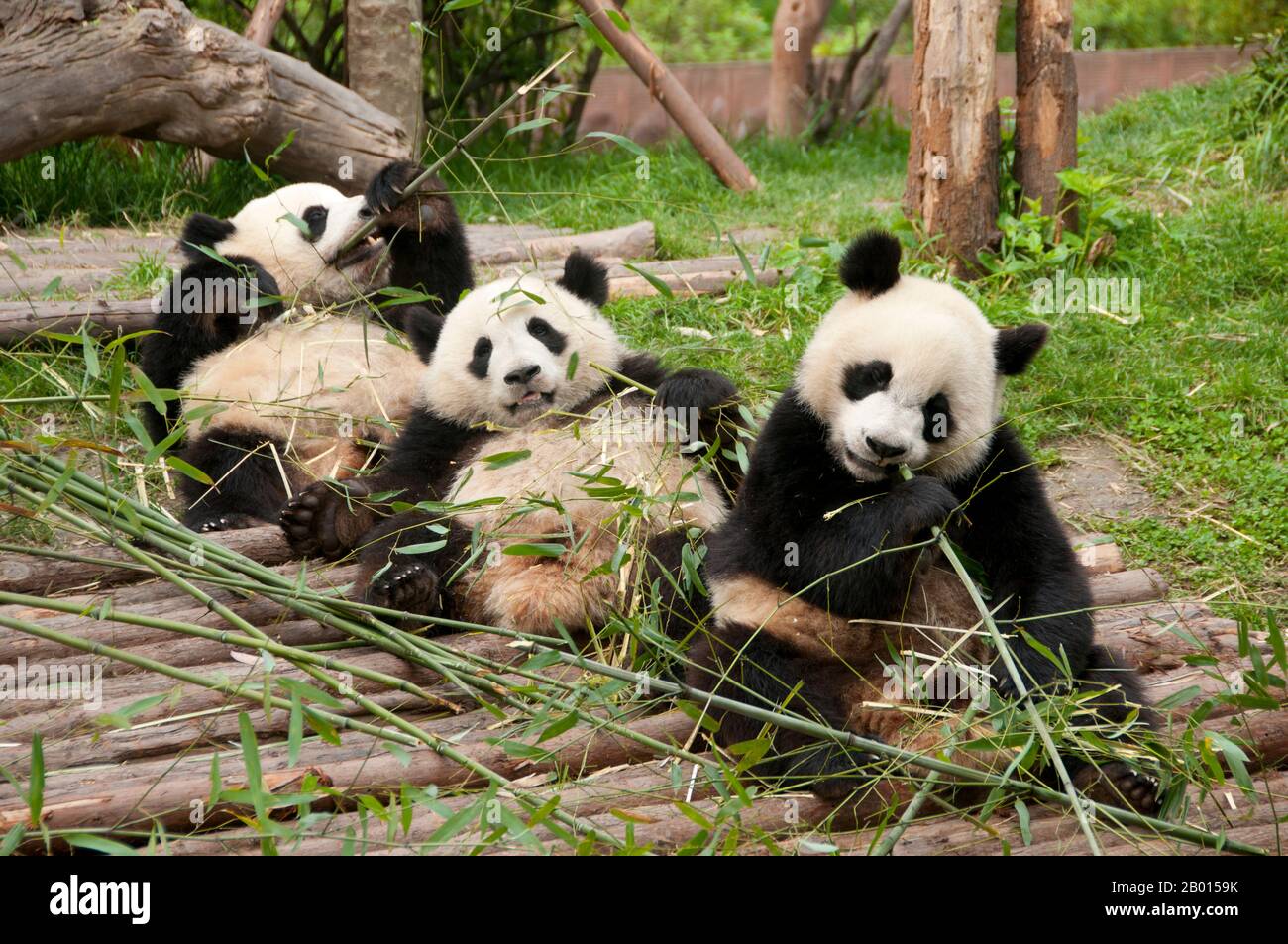 China: Giant Pandas, Giant Panda Breeding Research Base, Chengdu ...