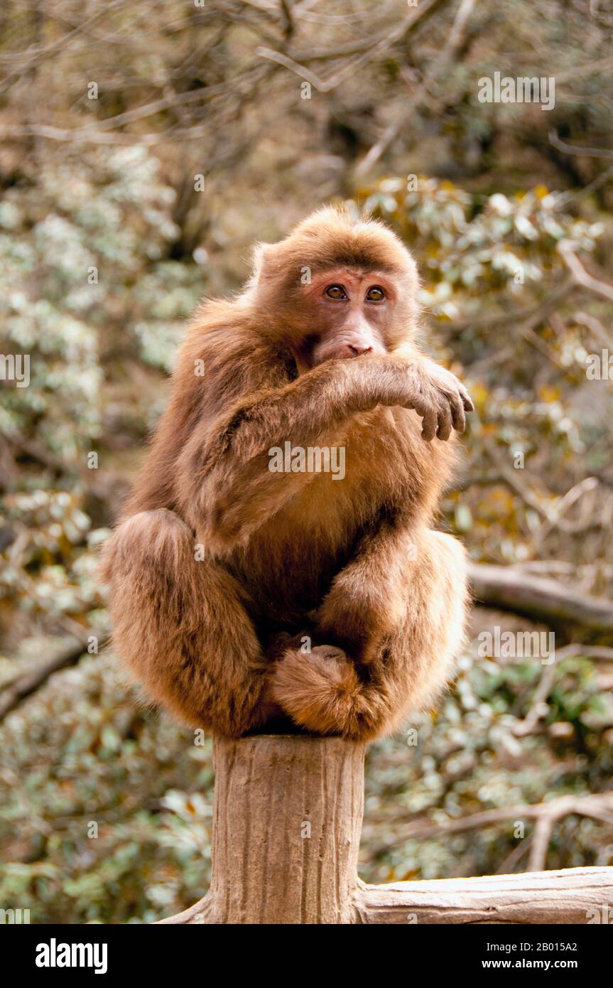 Aggressive monkey hi-res stock photography and images - Alamy