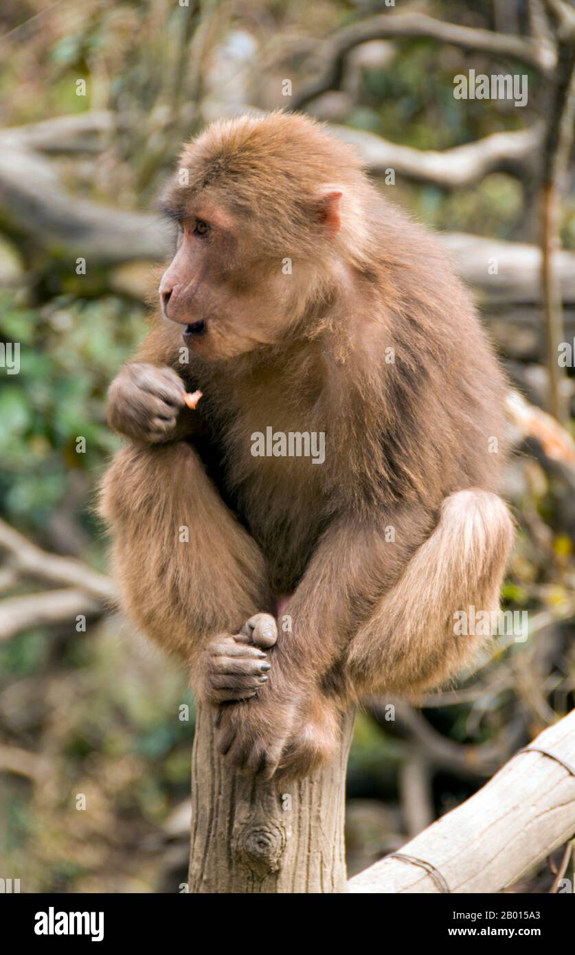 China: One of Mount Emei's aggressive Tibetan Macaques, Emeishan ...