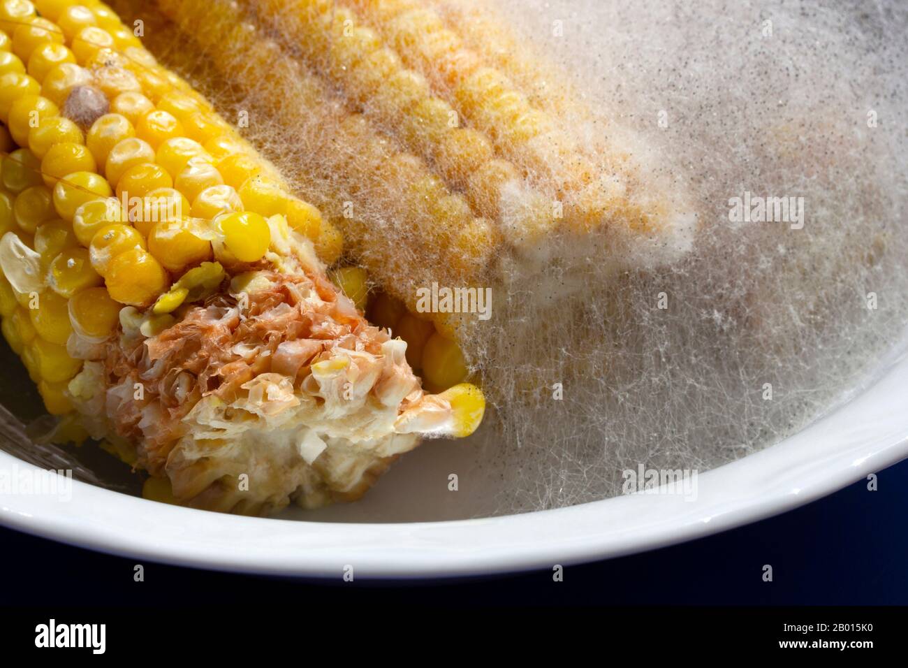 moldy corn in the plate Stock Photo - Alamy