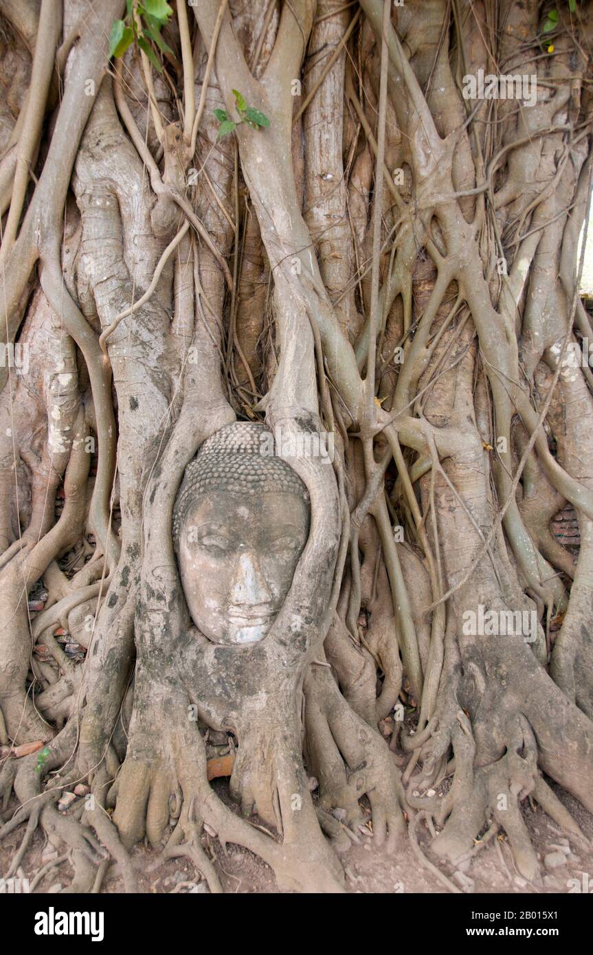 Thailand: Buddha head entwined by the roots of a bodhi tree, Wat Phra ...