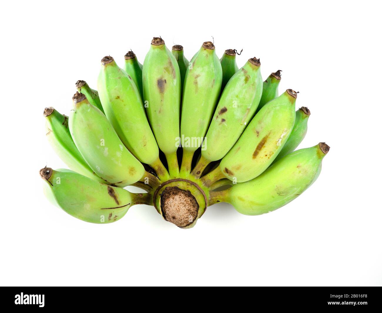 Bananas on the white background isolate, Musaceae, Cultivated banana ...