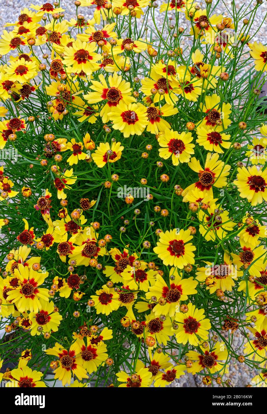 Calliopsis tickseed hi-res stock photography and images - Alamy